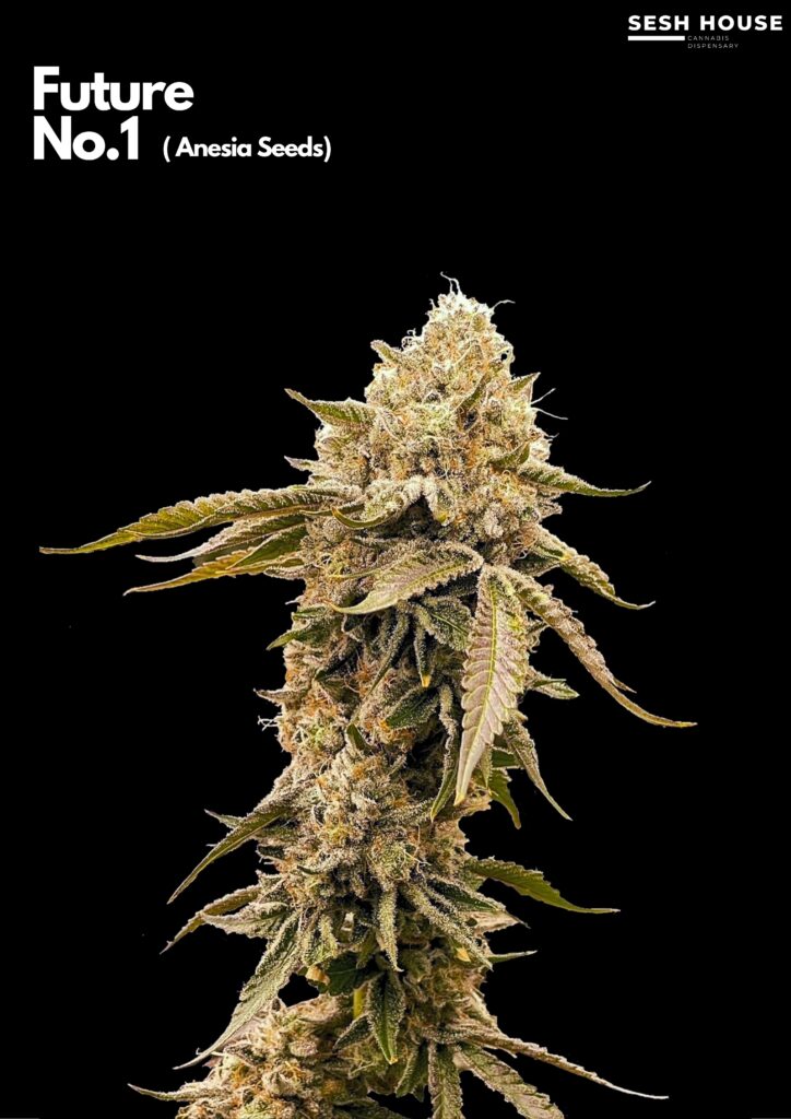 Sesh House - HighThailand