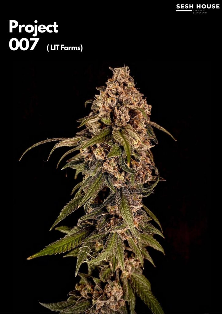 Sesh House - HighThailand