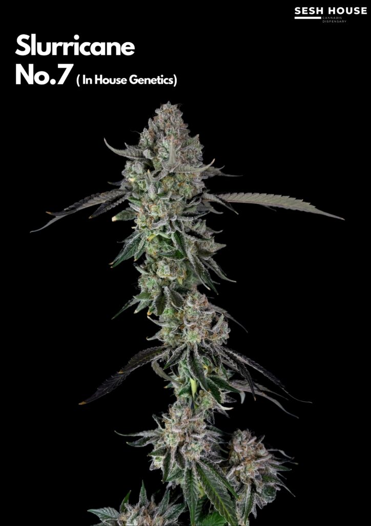 Sesh House - HighThailand