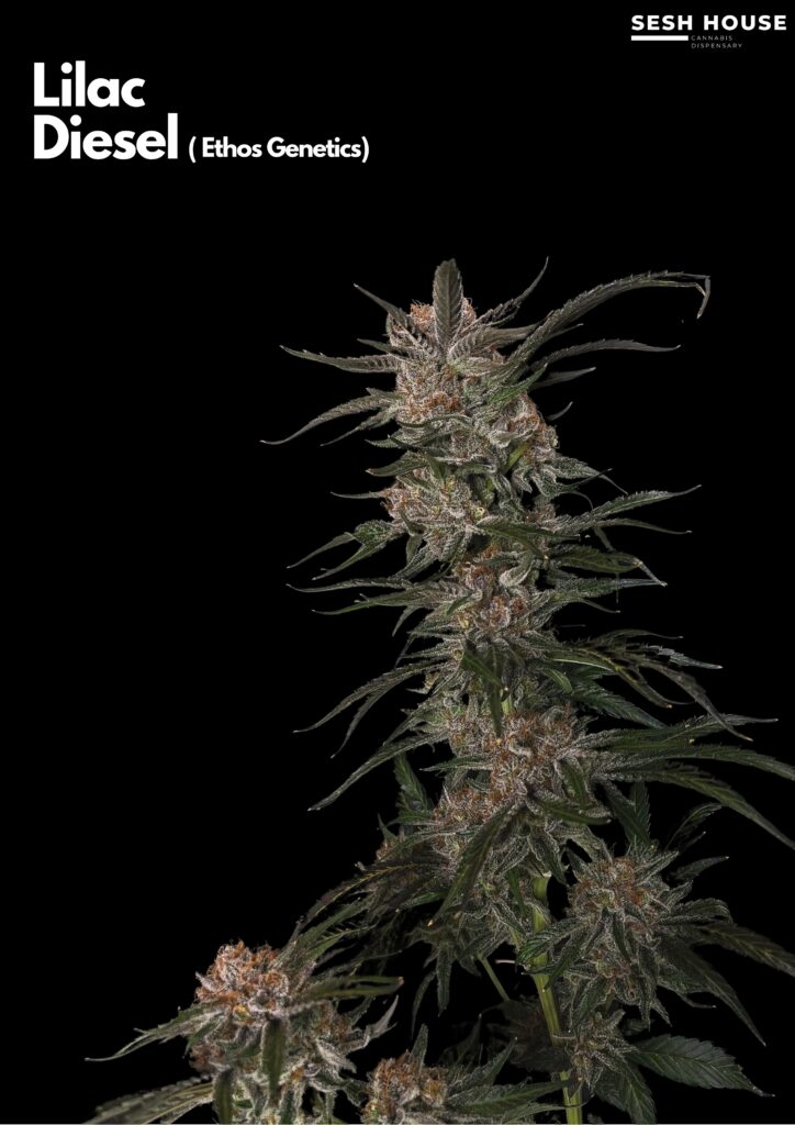 Sesh House - HighThailand