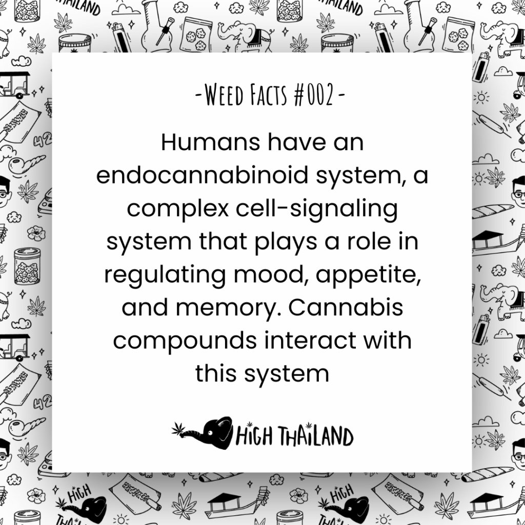 Weed Facts #002: Understanding the Endocannabinoid System - HighThailand