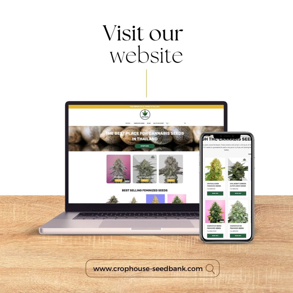 Crop House Seed Bank - HighThailand